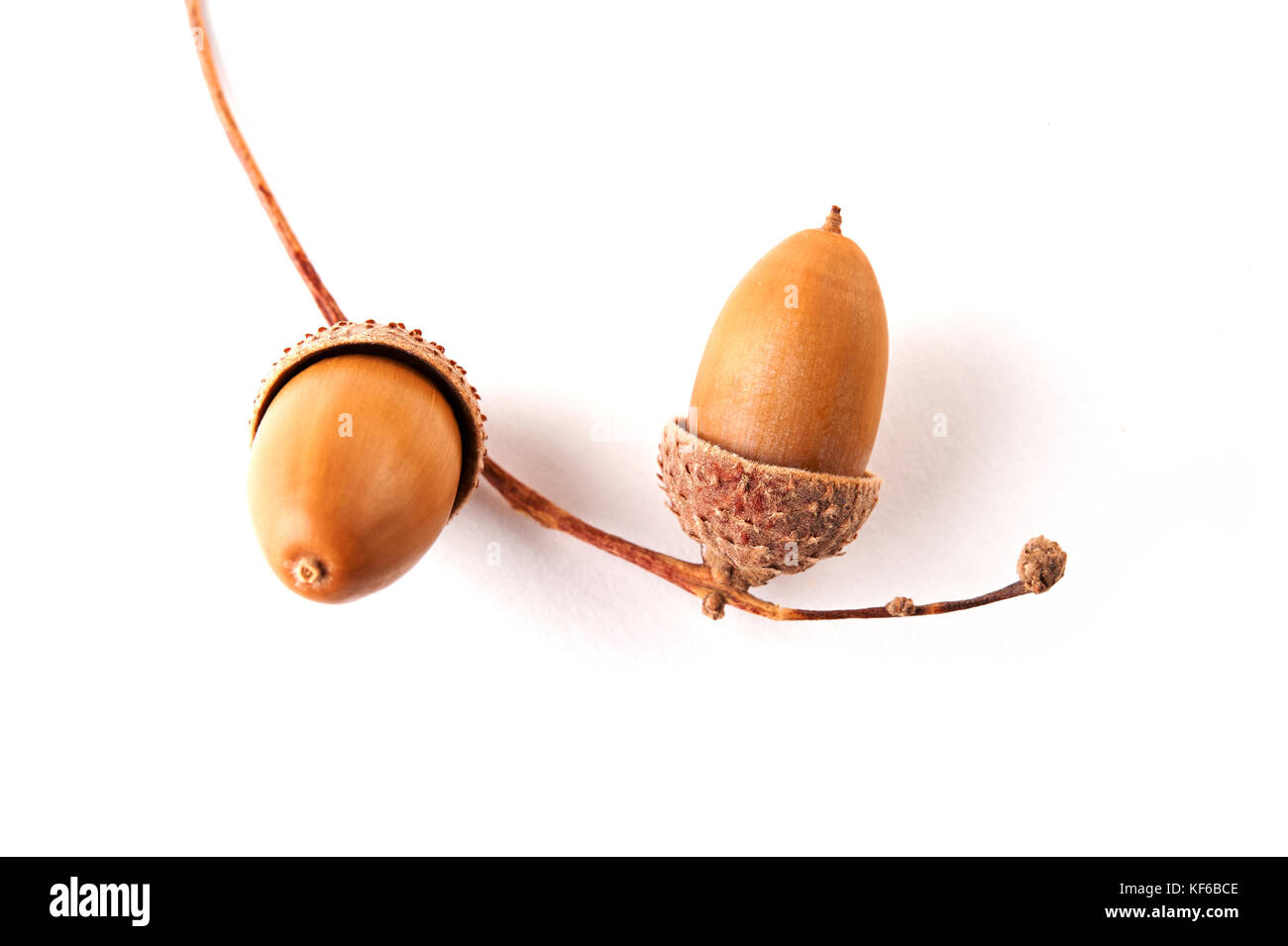 Two autumn oak acorns isolated on white background. Top view Stock ...