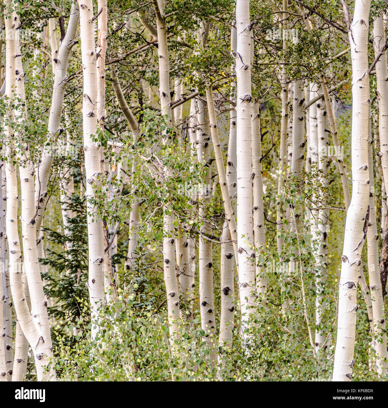 Alpine Trees Close Up in the San Juan Mountains Stock Photo - Alamy