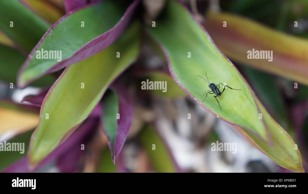 Kona hawaii plants hi-res stock photography and images - Alamy
