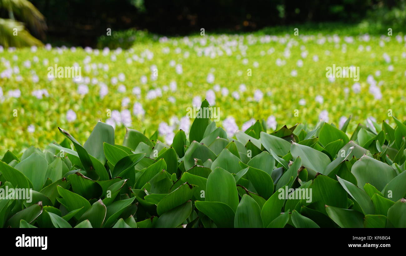 Flora of hawaii hi-res stock photography and images - Alamy