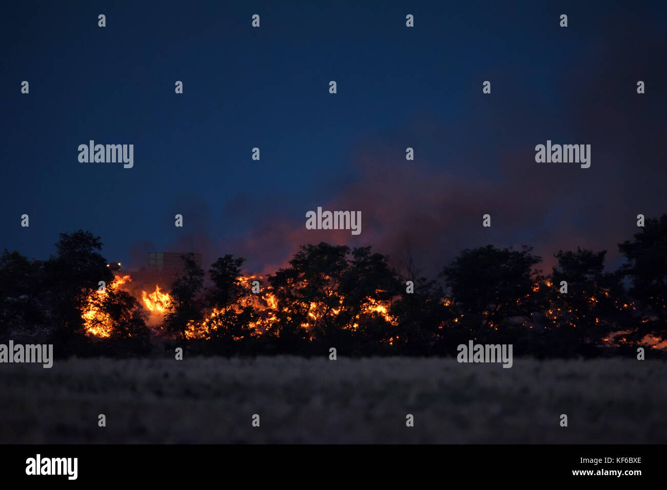 Forest fire at night Stock Photo - Alamy