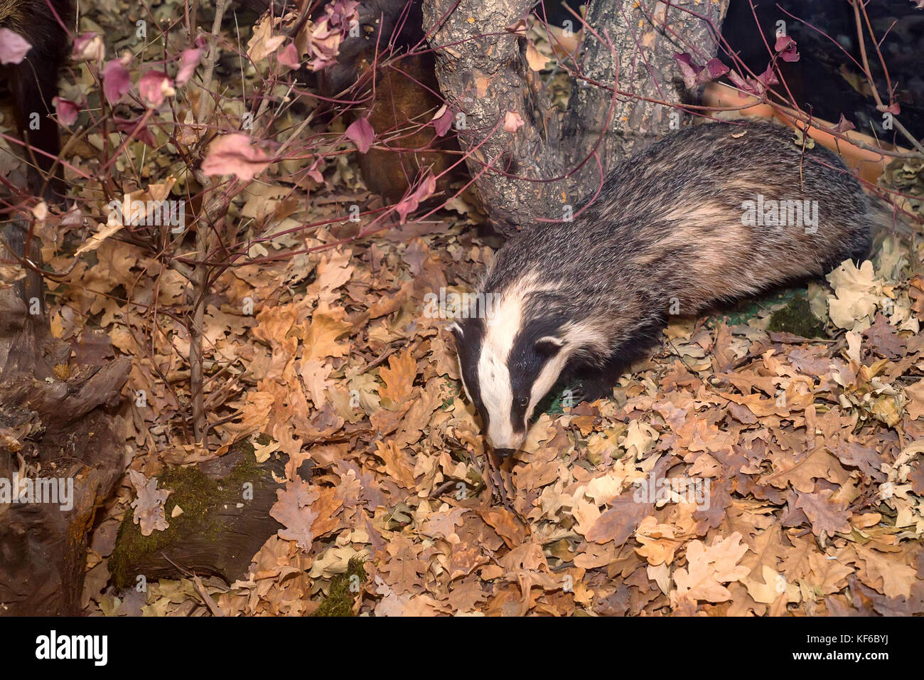 Close up of badger face hi-res stock photography and images - Alamy