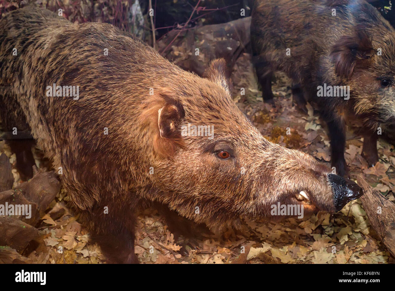 Truffle hog hi-res stock photography and images - Alamy