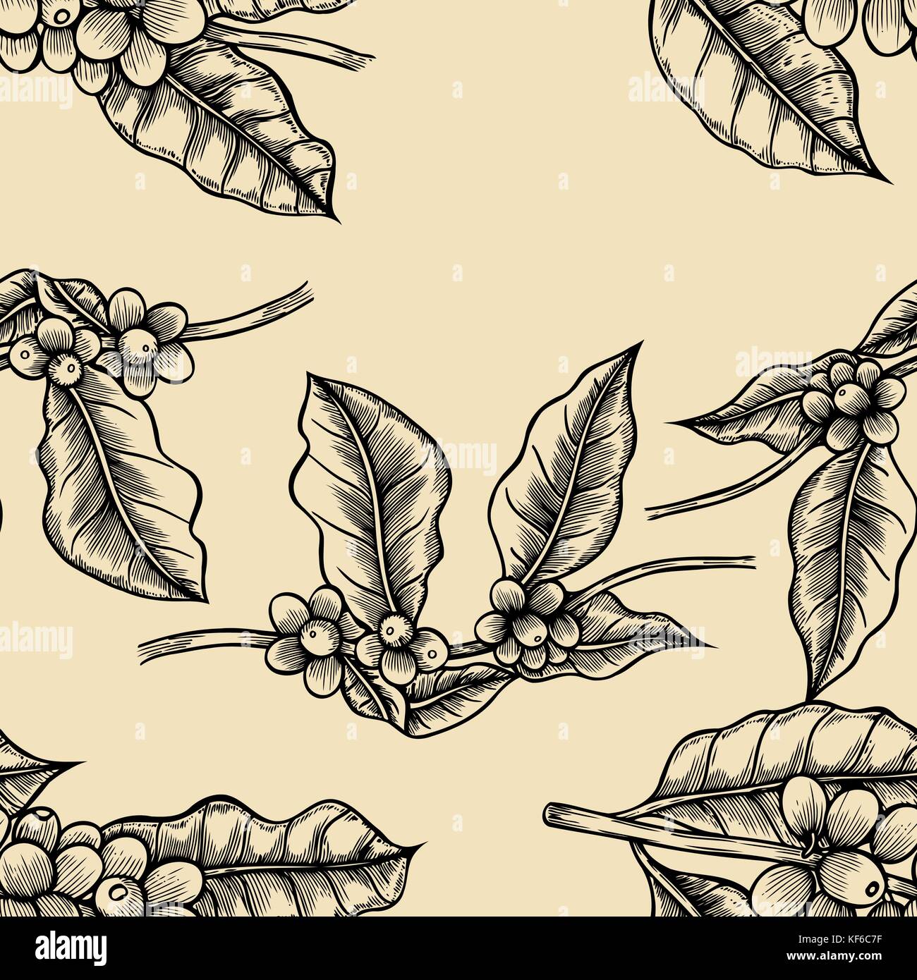 Coffee branches. Illustration of leaves and fruits of coffee in sketch style. Vintage background ...