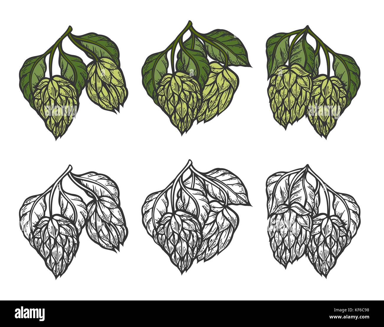 Beer hop illustration color and monochrome version on white background ...