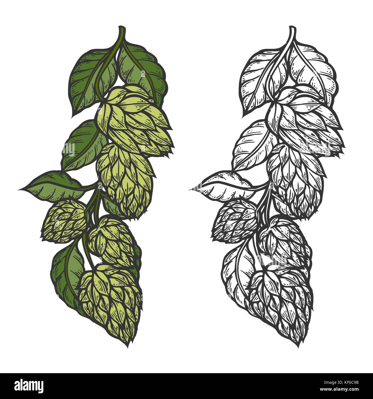 Beer hop illustration color and monochrome version on white background ...