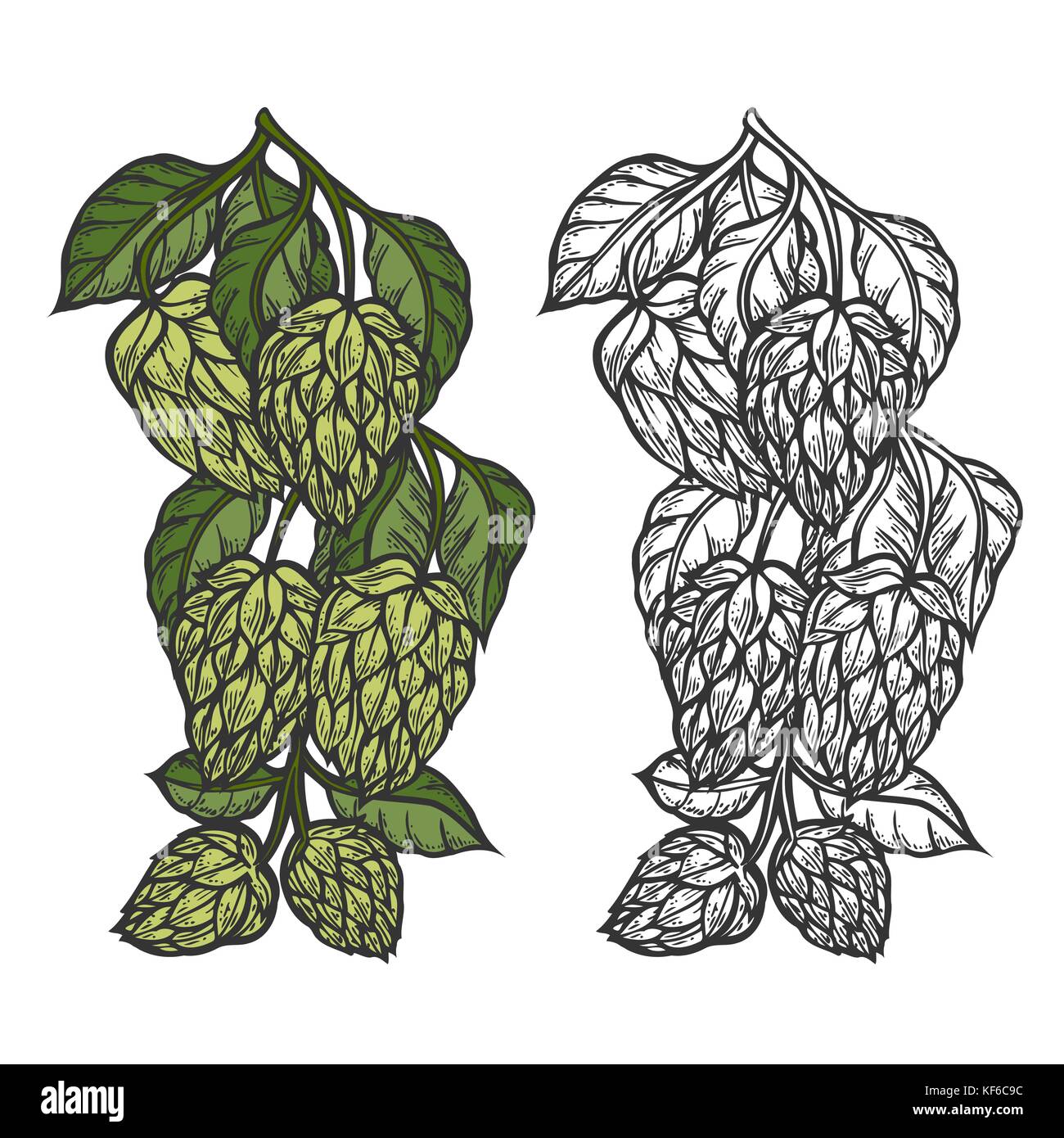 Beer hop illustration color and monochrome version on white background ...