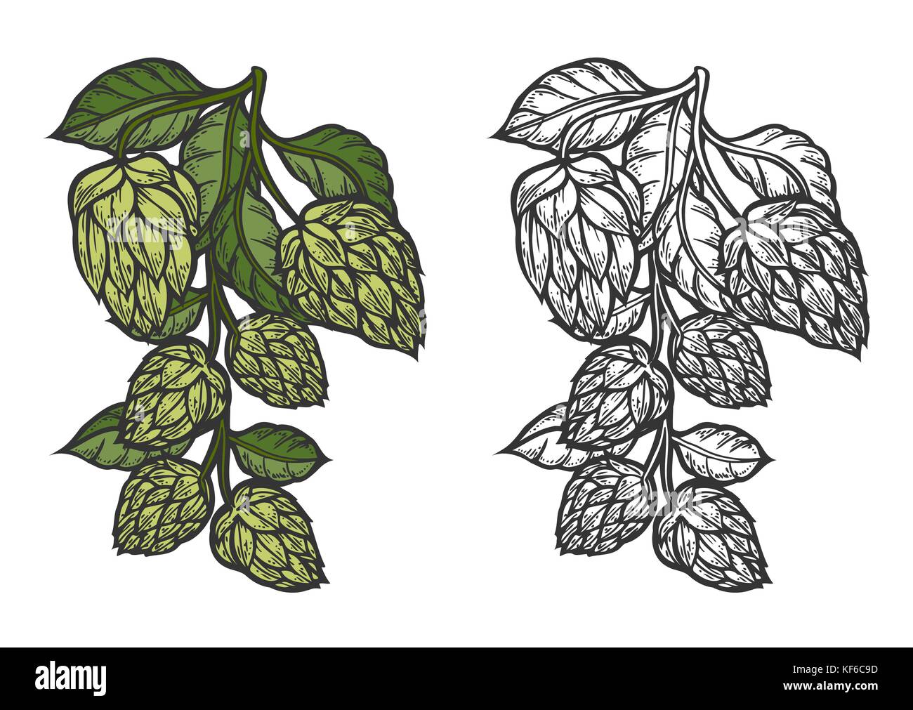 Beer hop illustration color and monochrome version on white background ...