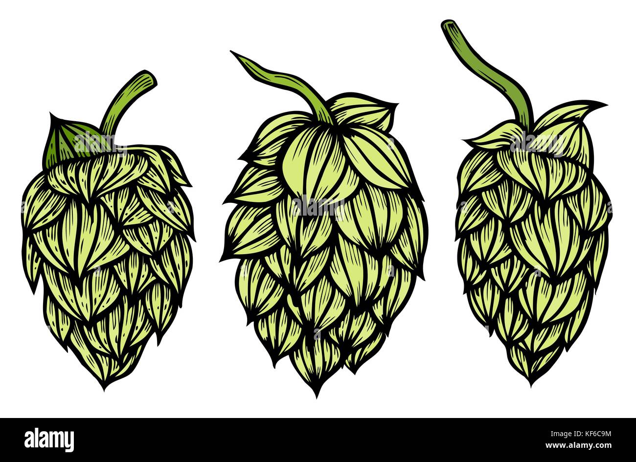 Colored Hand drawn engraving style Hops set. Common hop or Humulus ...