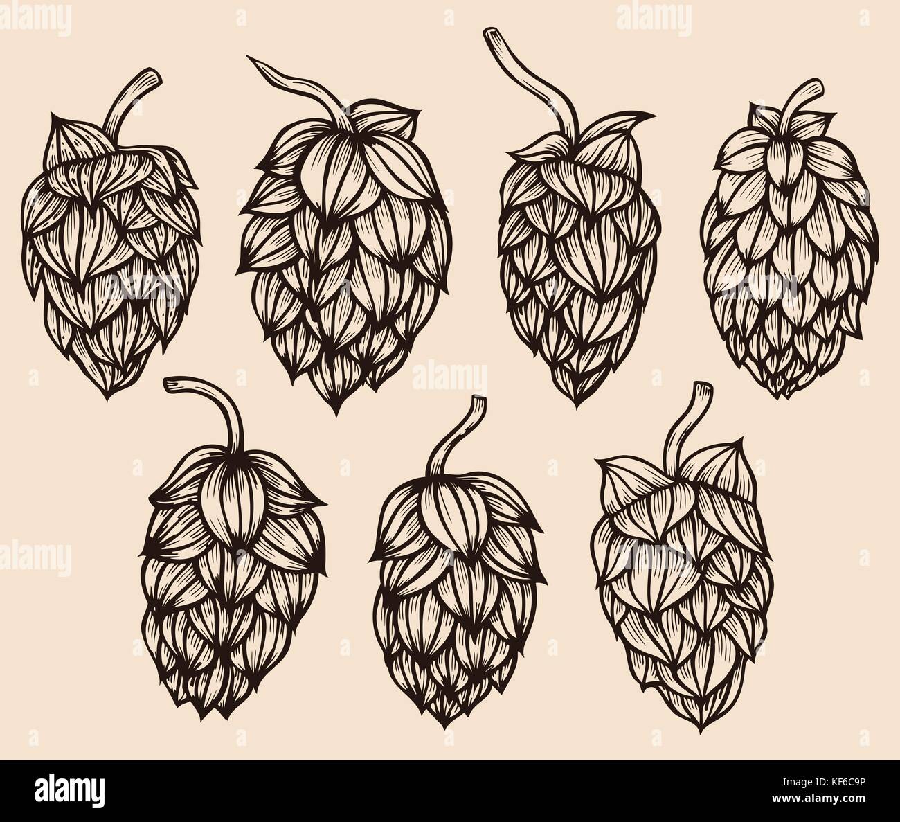 Hand drawn engraving style Hops set. Common hop or Humulus lupulus ...