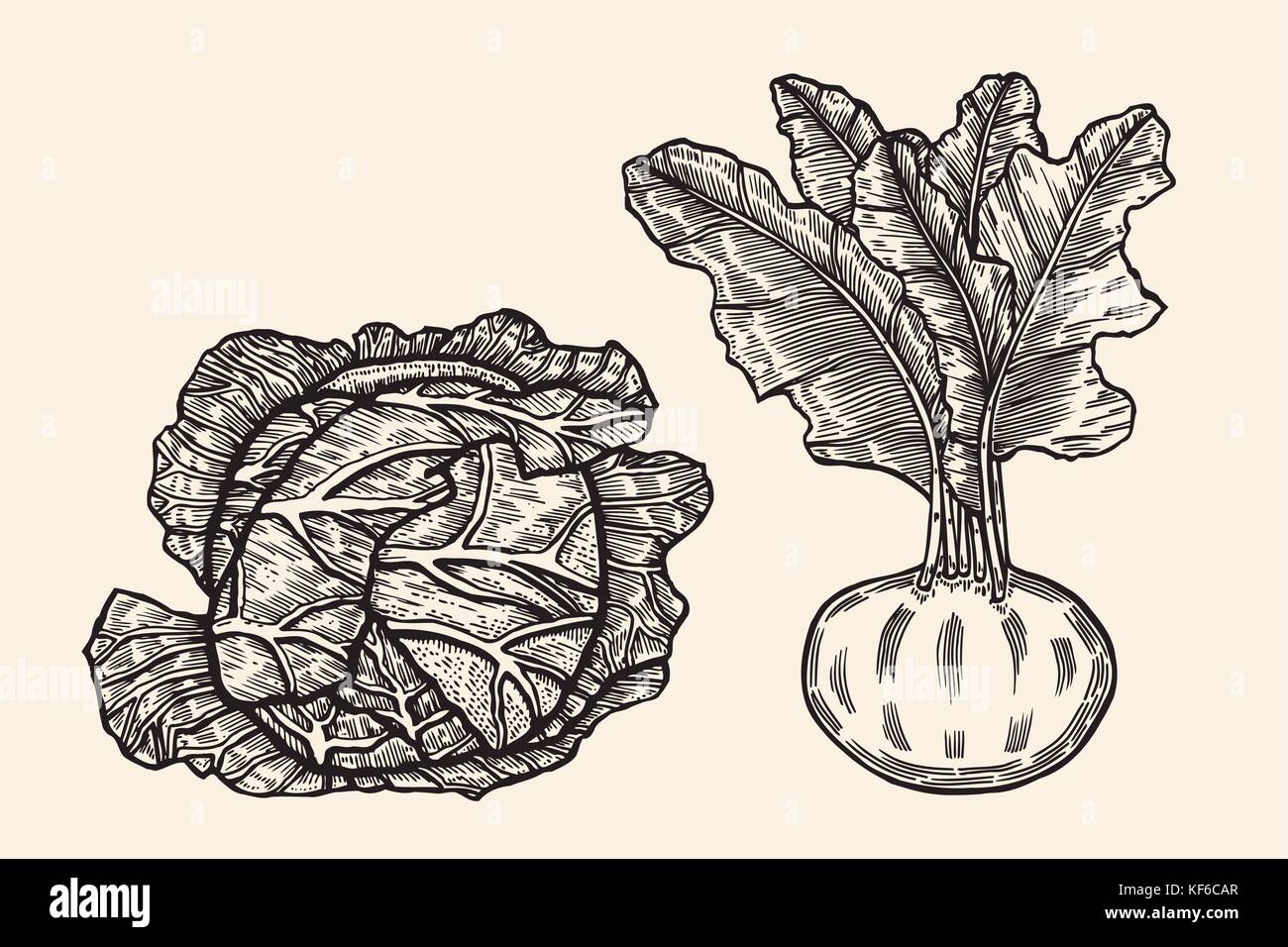 Vegetables drawn in ink on a beige background. Vector sketch food ...