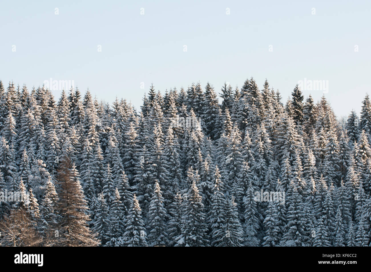 Trees covered in snow Oslo Norway Stock Photo - Alamy