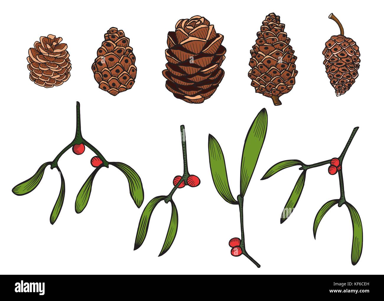 Pine Cone Botanical Illustration
