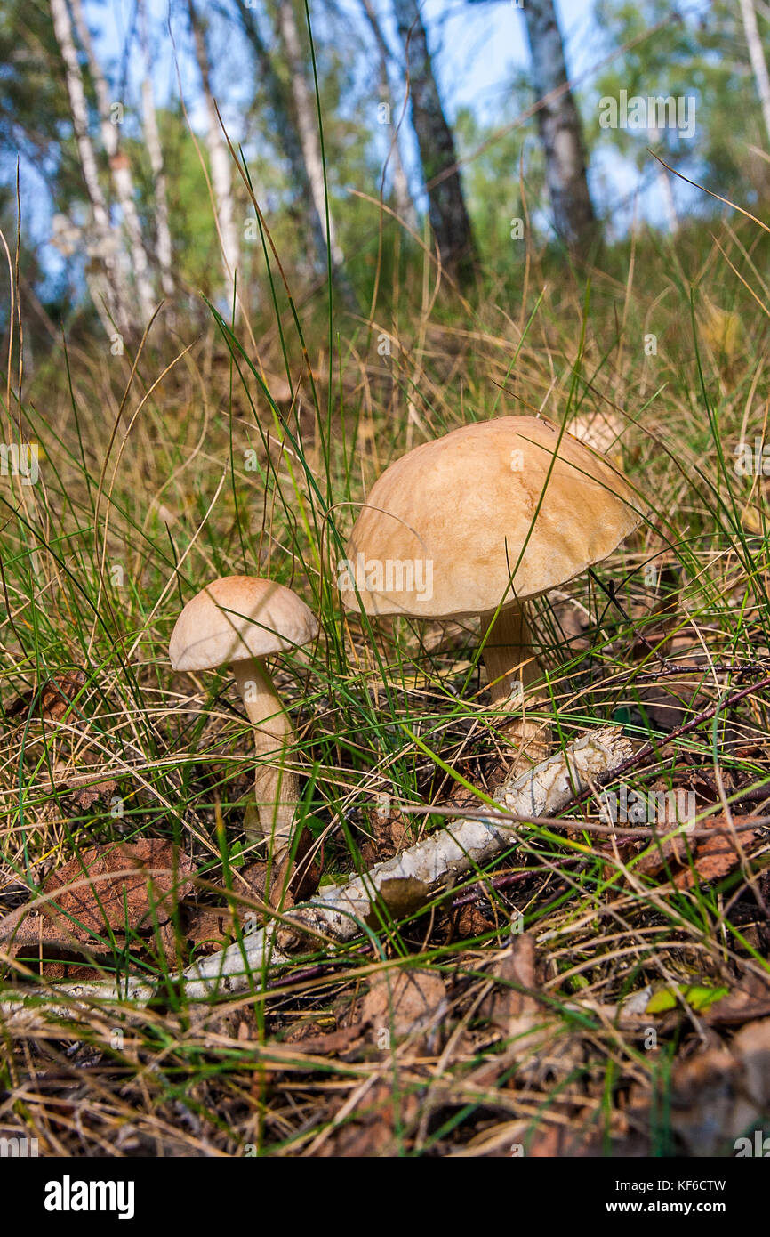 Close up view of two edible forest mushrooms brown cap boletus growing ...
