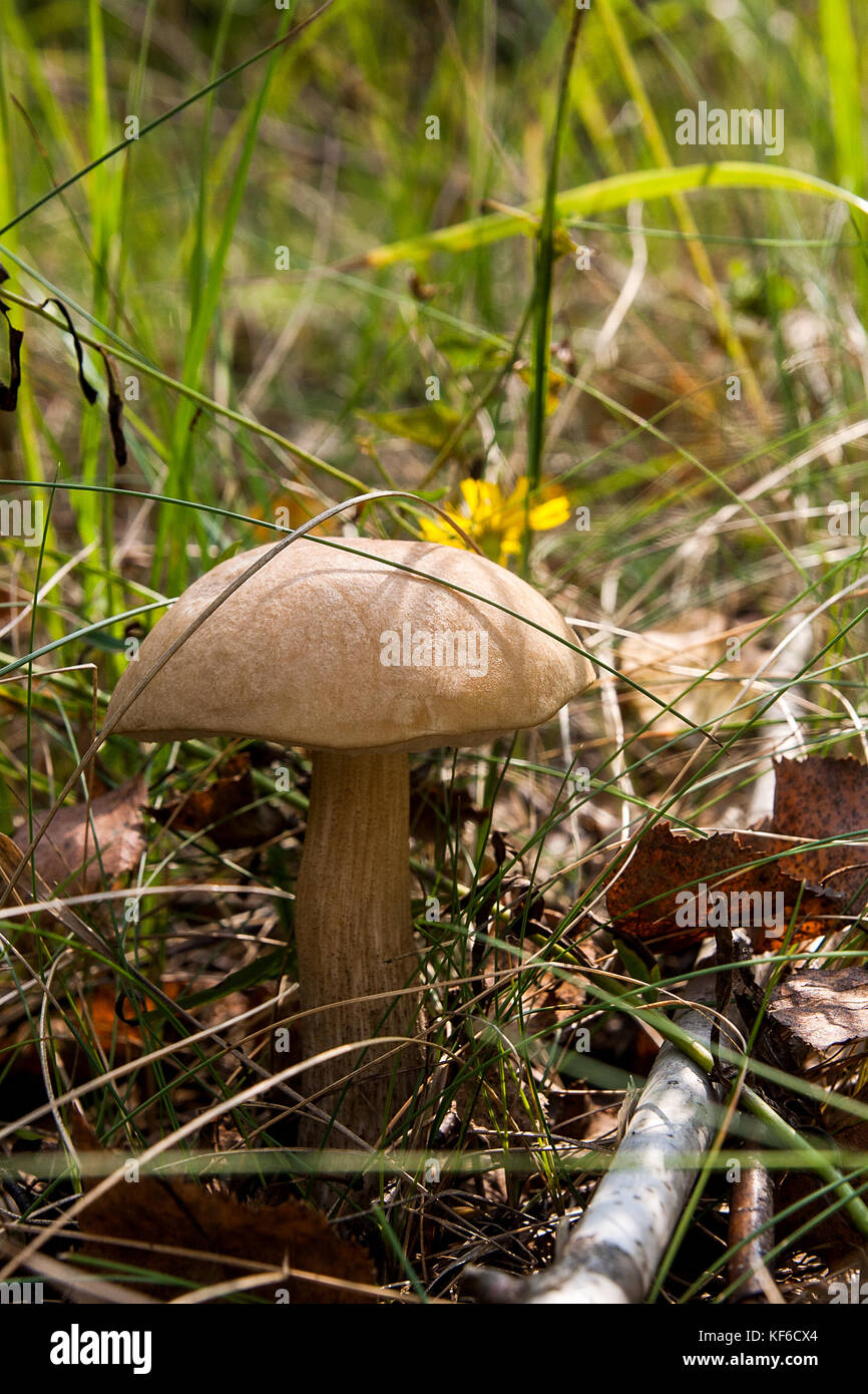 Close up view of edible forest mushroom brown cap boletus growing in ...