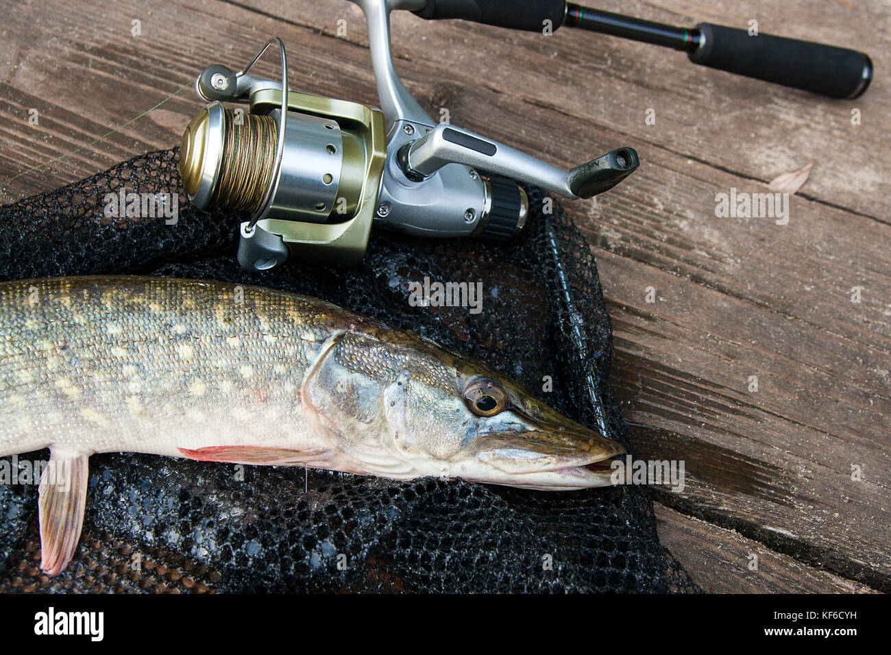 Freshwater Northern pike fish know as Esox Lucius and fishing rod with ...