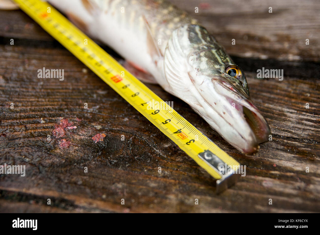 Freshwater Northern pike fish know as Esox Lucius and tape-measure ...