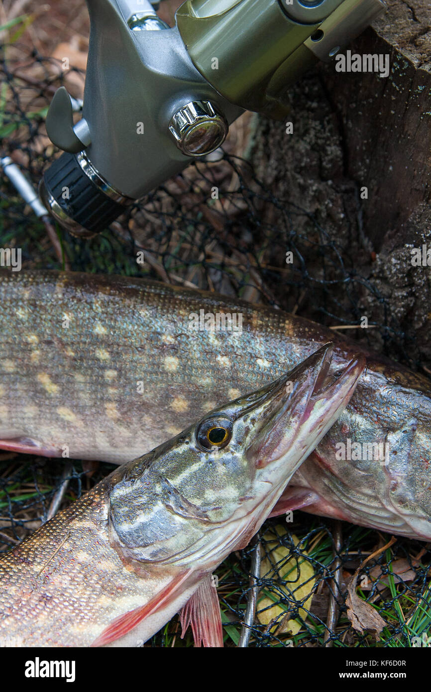 Freshwater Northern pike fish know as Esox Lucius lying on landing net ...