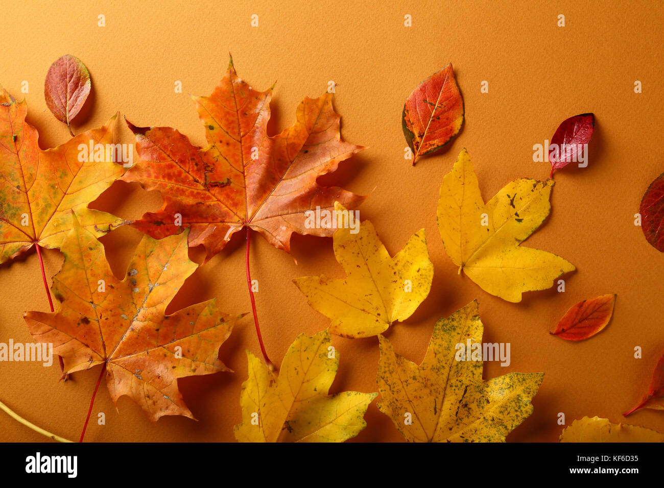 Autumn fall leaves composition Stock Photo - Alamy