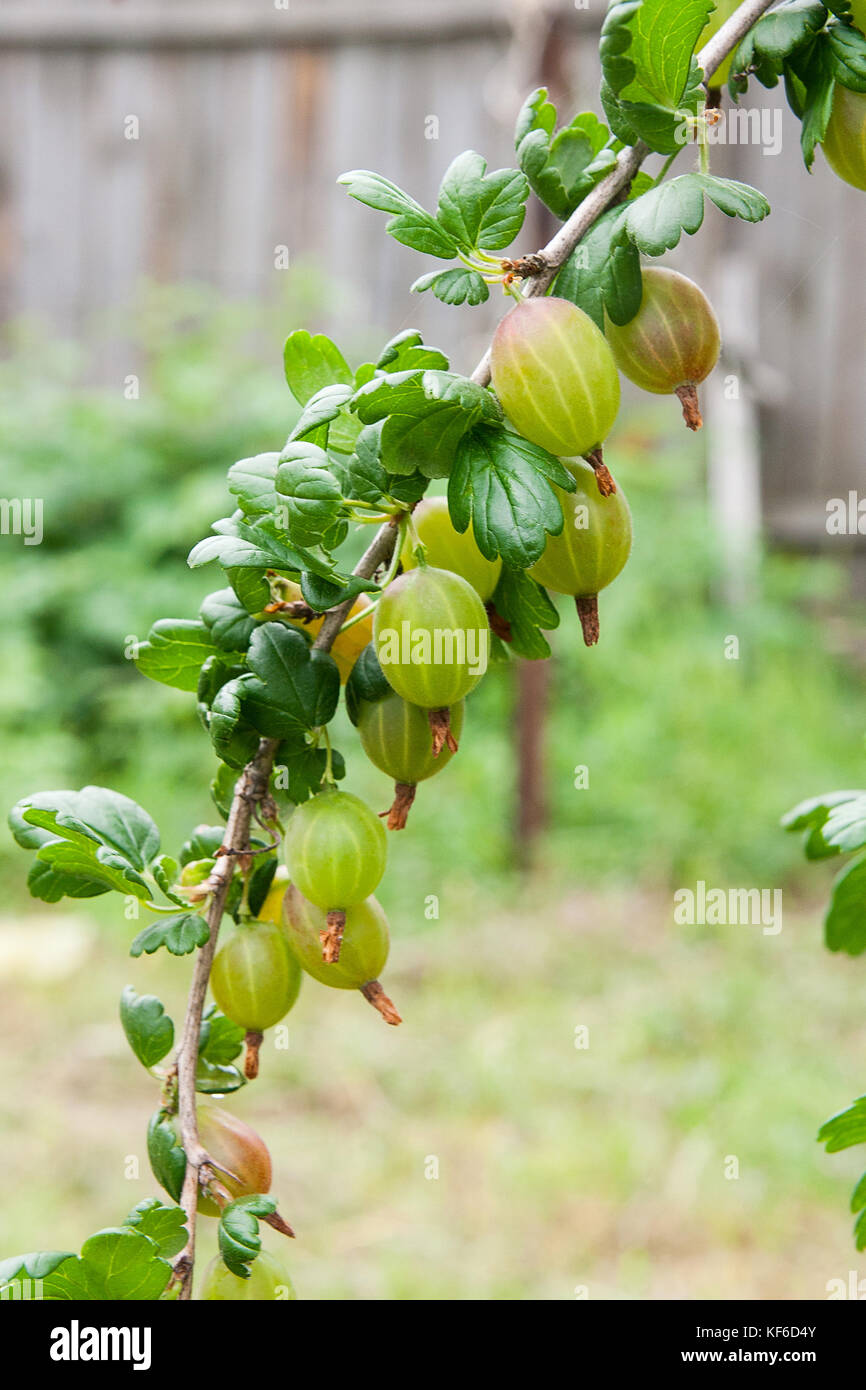 View to fresh green gooseberries on a branch of gooseberry bush in the ...