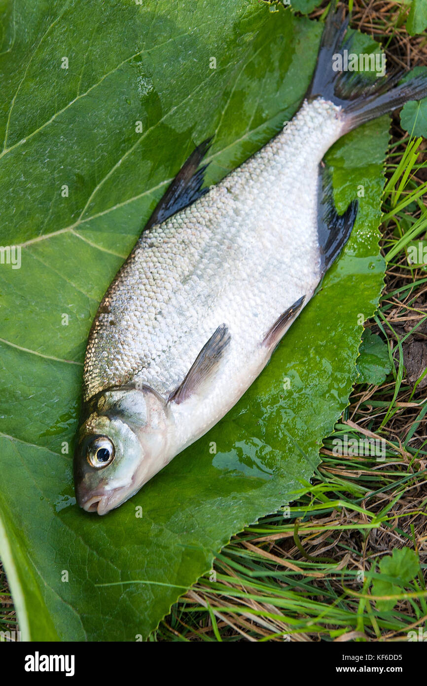 Just taken from the water freshwater common bream known as bronze bream ...