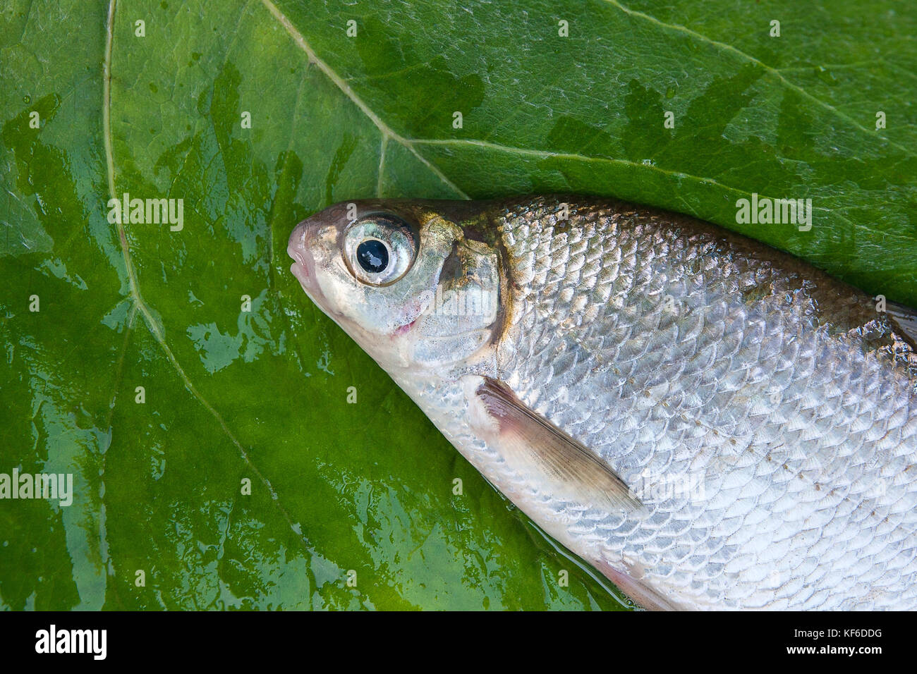 Close up view of the just taken from the water freshwater white bream ...