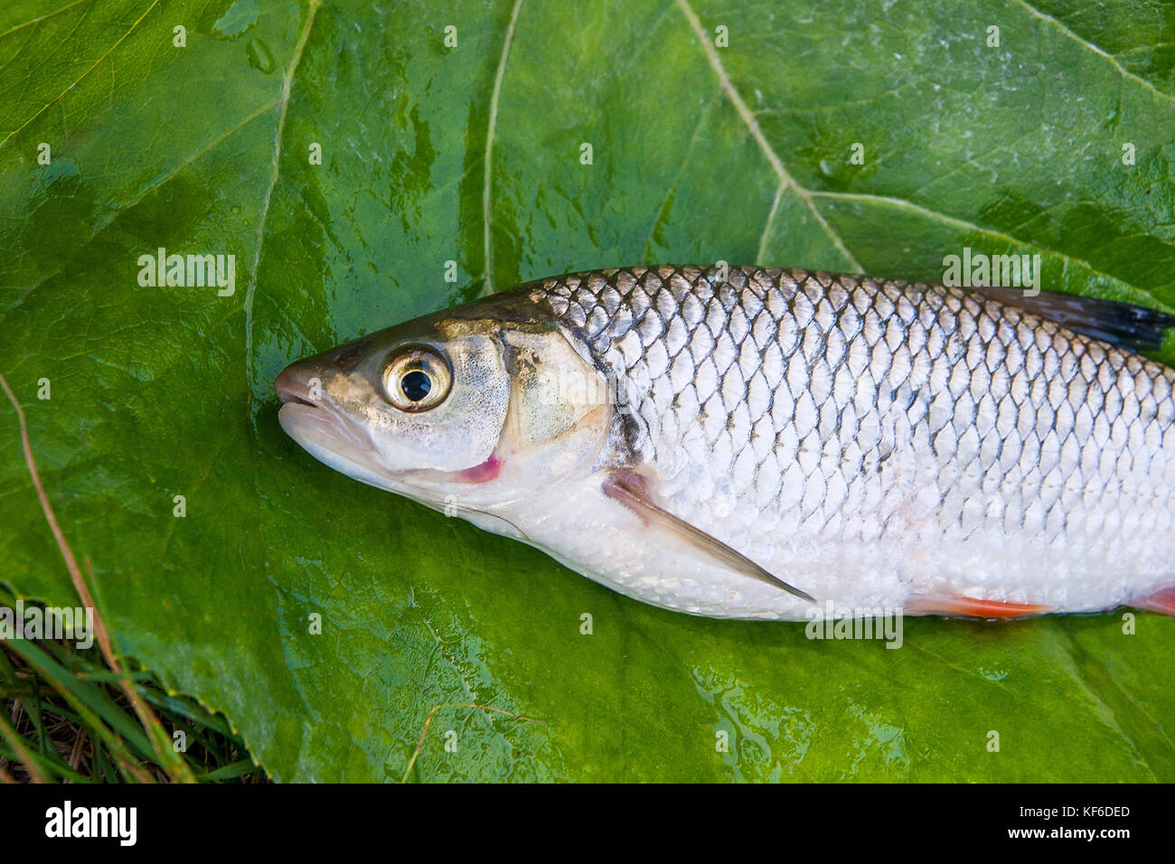 Close up view of the just taken from the water freshwater chub fish ...