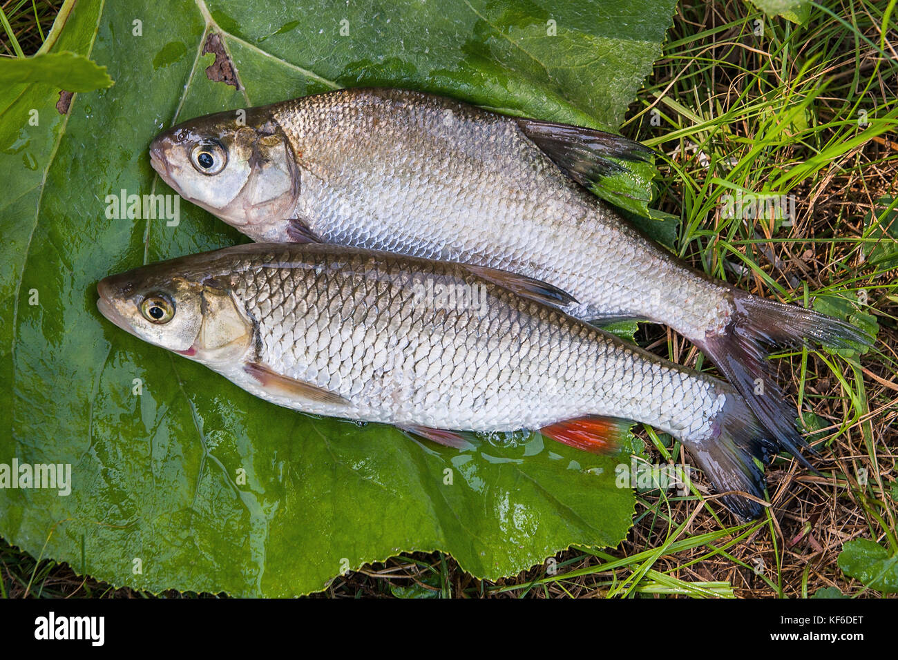 Several just taken from the water freshwater common bream known as ...