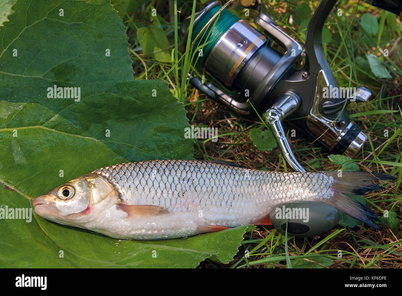 Close up view of the just taken from the water freshwater chub fish ...