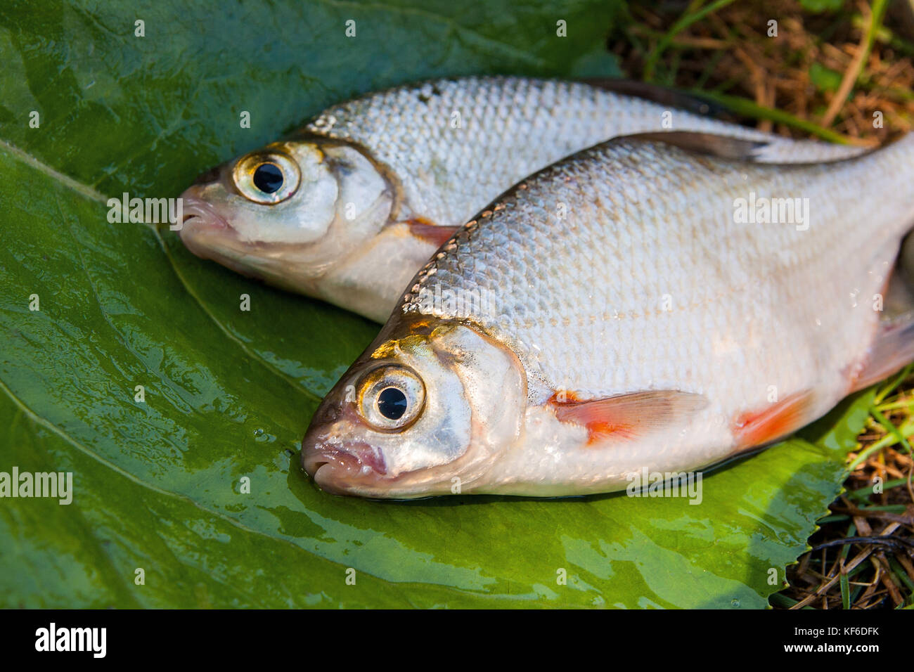 Close up view of just taken from the water two freshwater white bream ...
