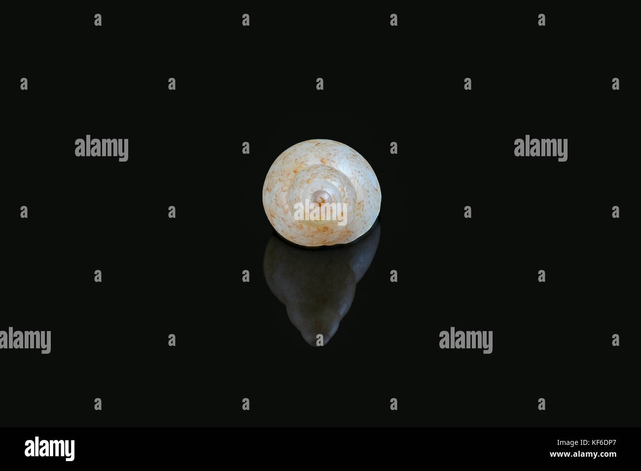 Juvenile Solid pheasant sea snail (Phasianella solida solida) on black background, Dubai, UAE ...