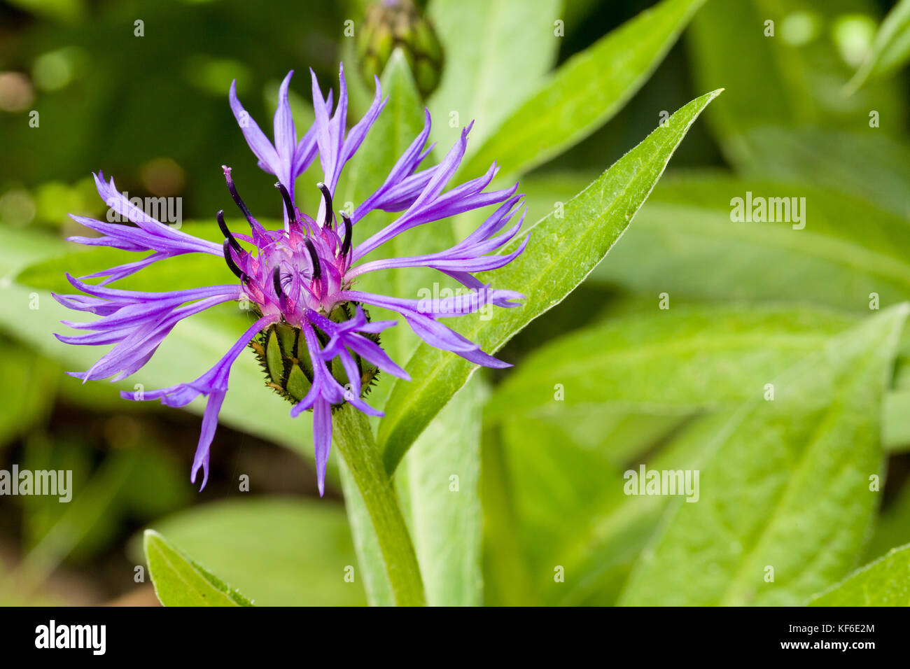 Close up of purple blossom of centaurea montana mountain cornflower ...