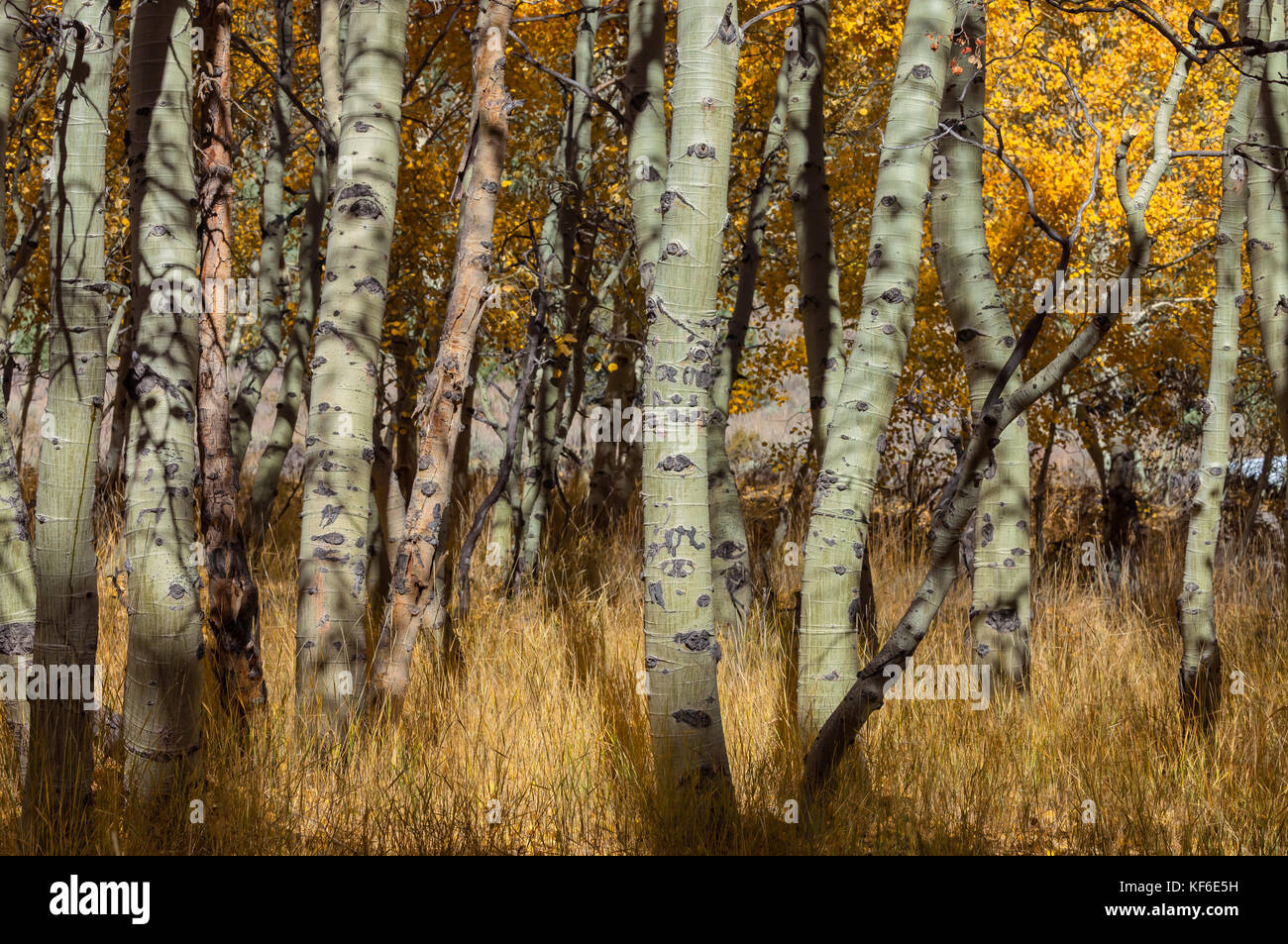 Aspen trees (Populus tremuloides) in their fall foliage, June Lake Loop ...