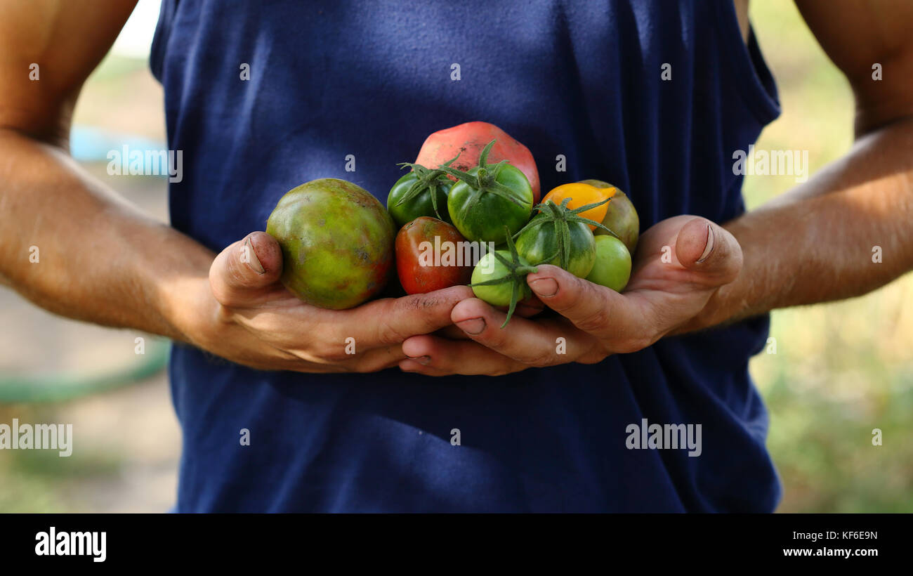 Farmers hands with crop Stock Photo - Alamy