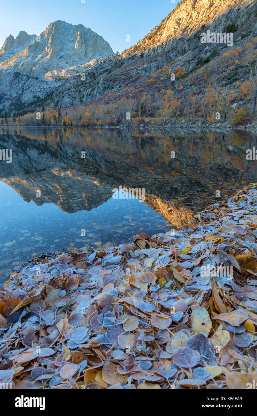 Frosted aspen leaves pile up along the shore of Silver Lake, as the sun ...