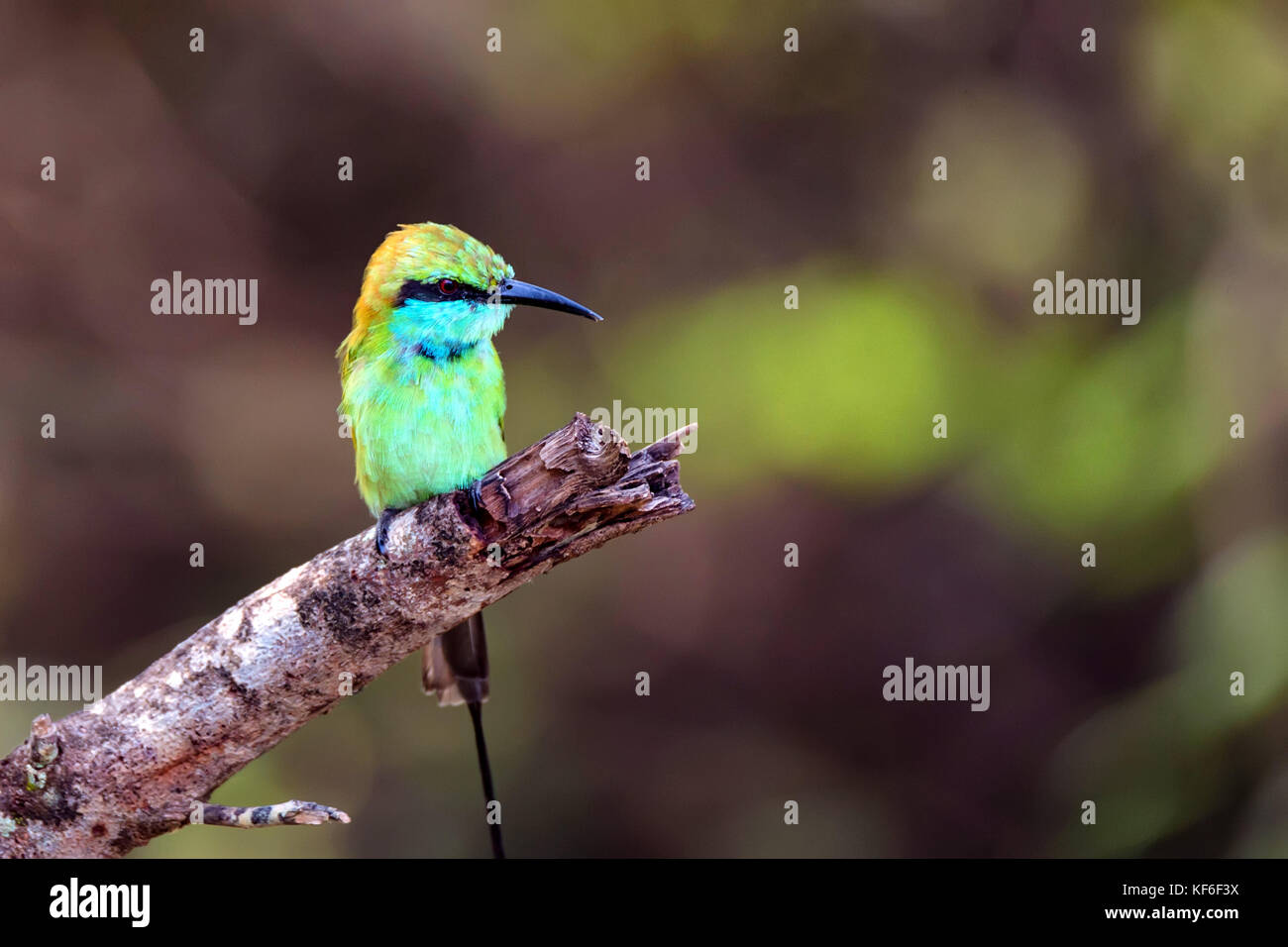 Juvenile bee eater hi-res stock photography and images - Alamy