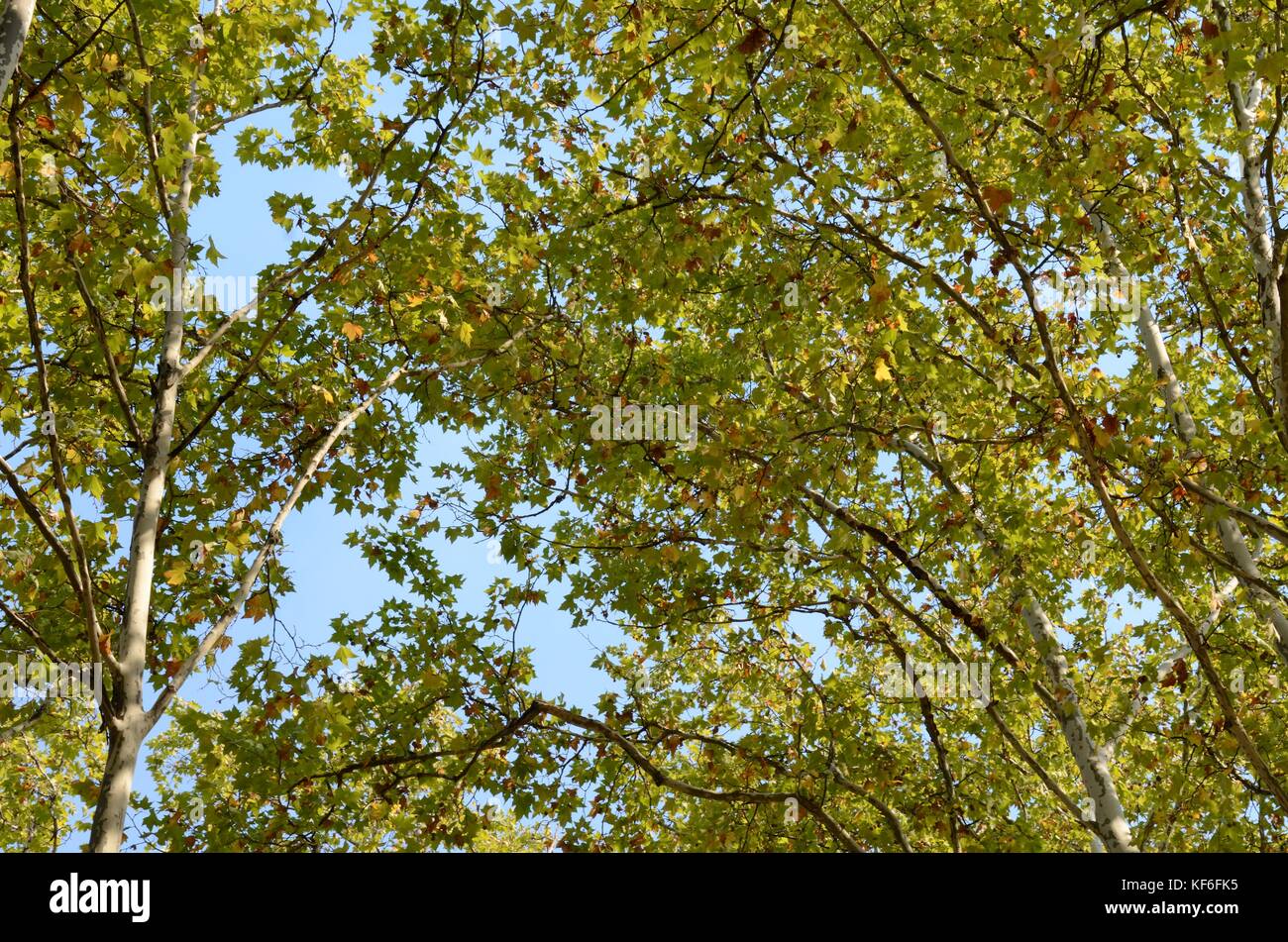 Canopy of tree hi-res stock photography and images - Alamy