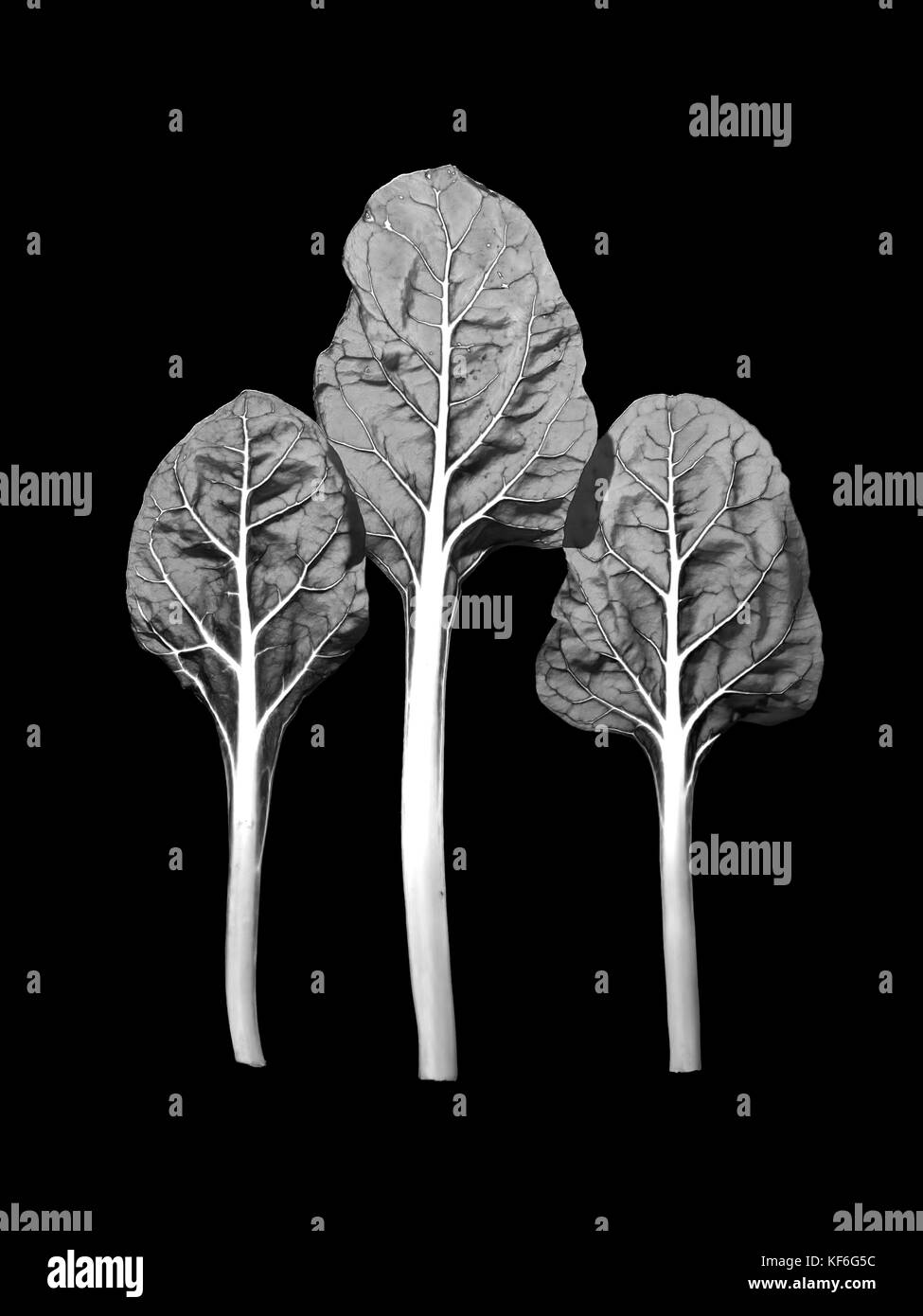 Swiss aka Ruby chard, black and white to show leaf details Stock Photo ...