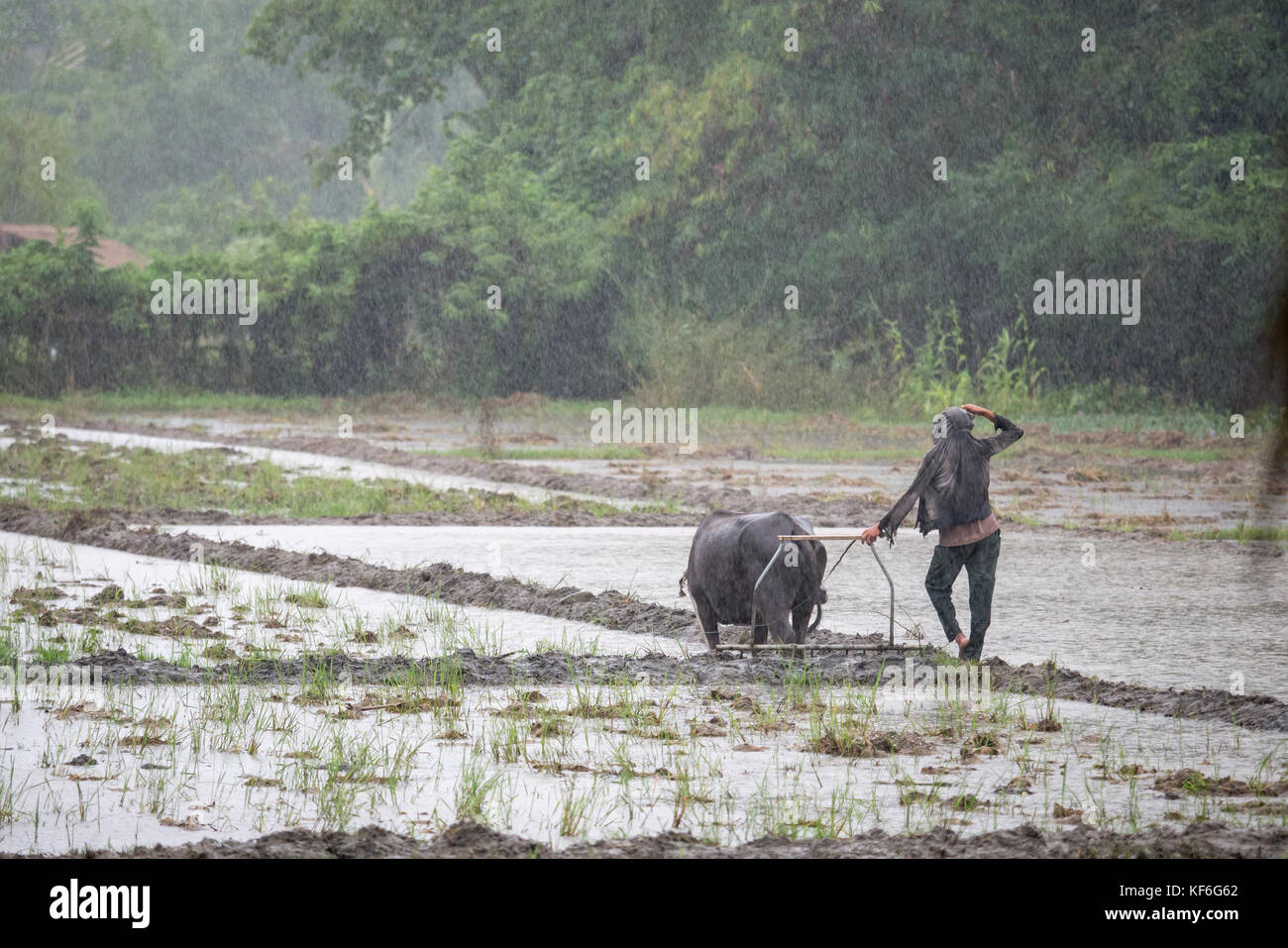 A farmer on a rainy day, Capas, Philippines Stock Photo - Alamy