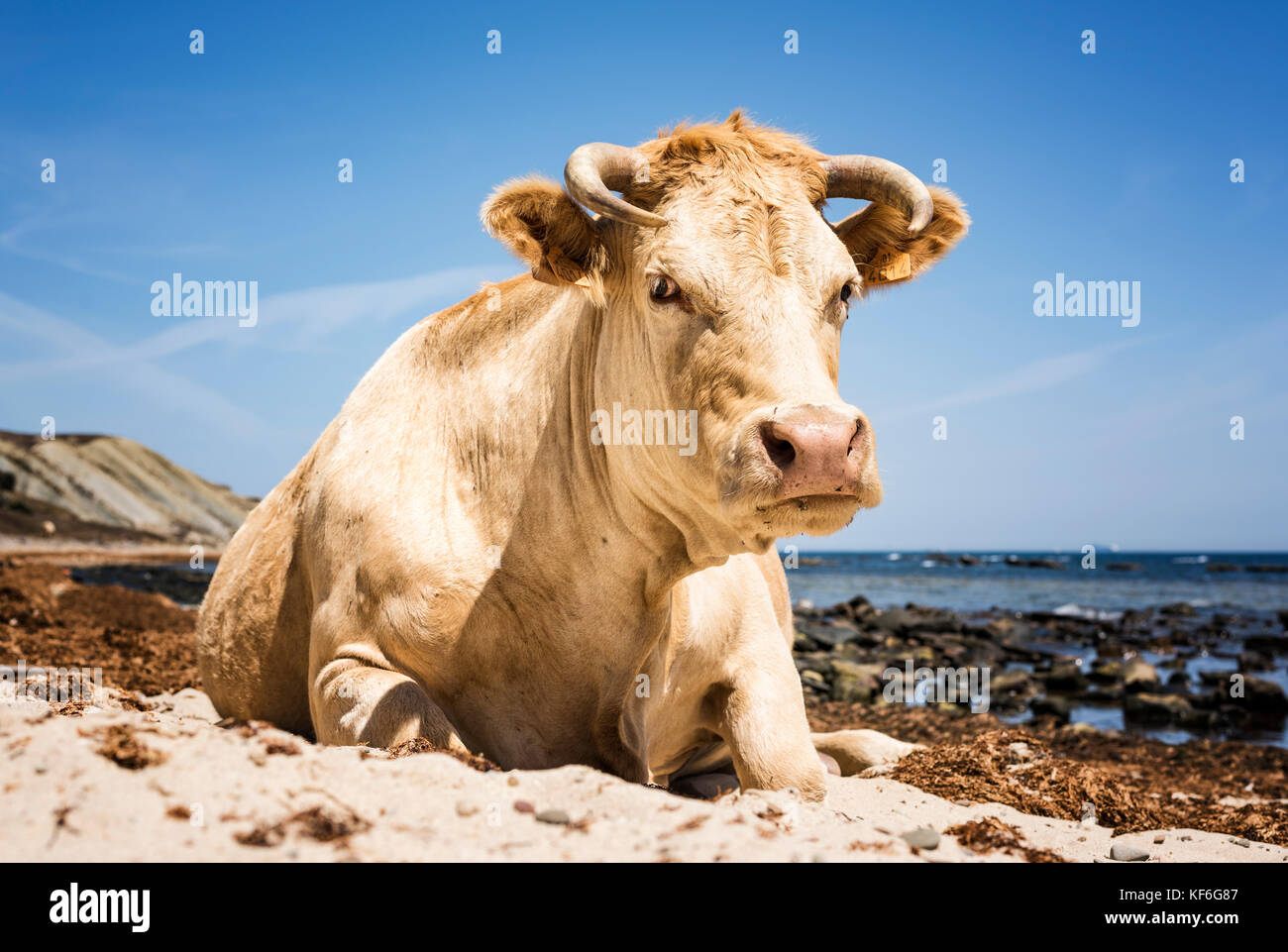 Cow sunbathing at the beach Stock Photo - Alamy