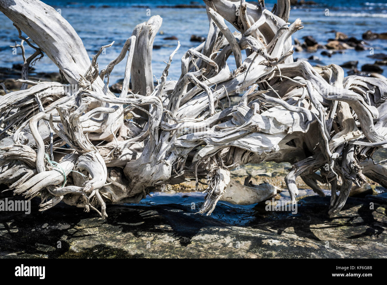 Dry root from a tree Stock Photo - Alamy