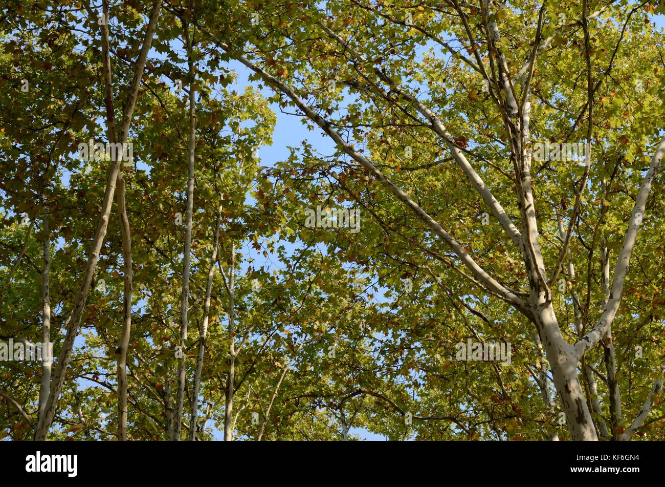 A canopy of plane tree leaves Portugal Stock Photo - Alamy