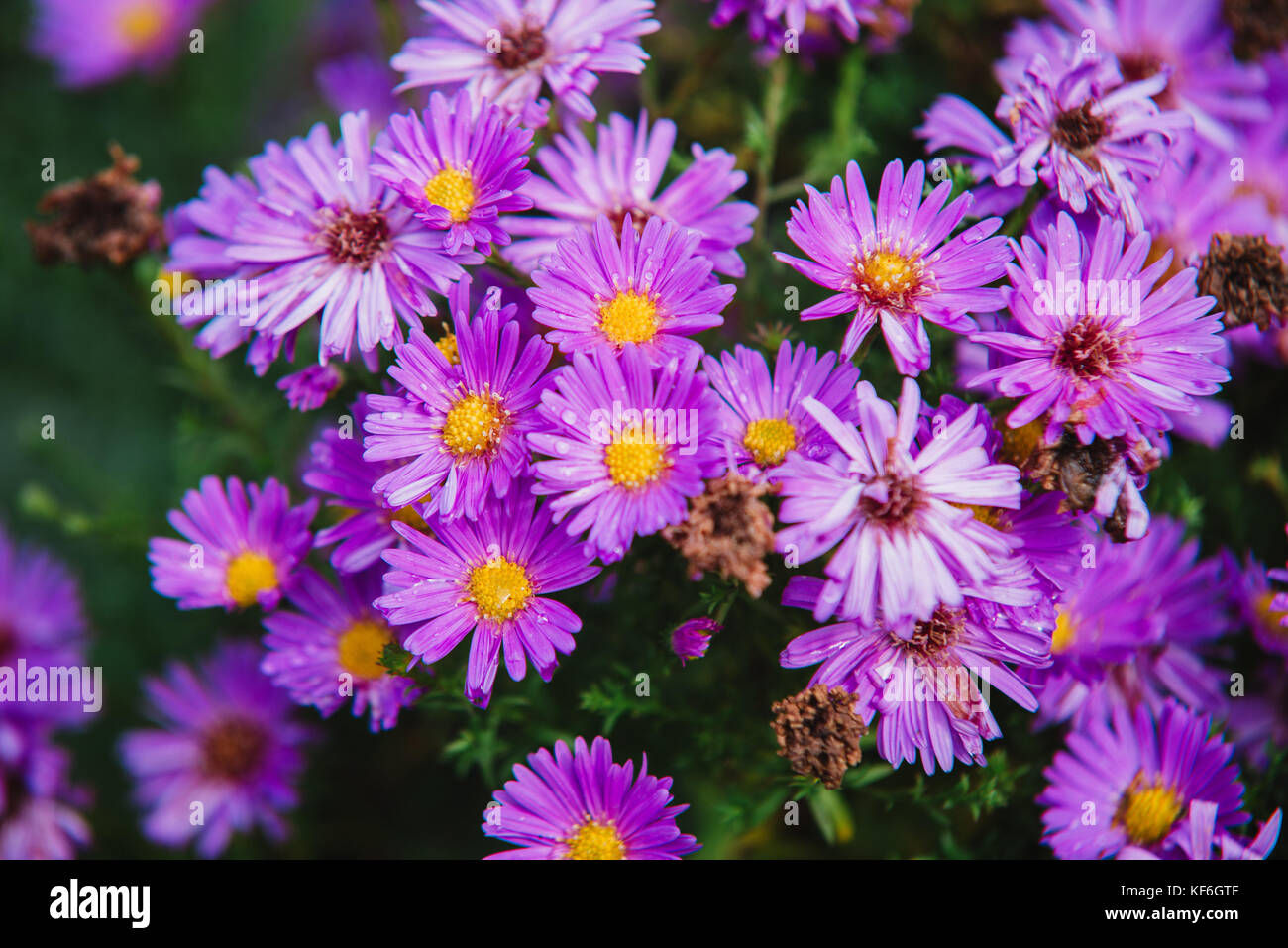 close up on purple flowers of aster Stock Photo - Alamy