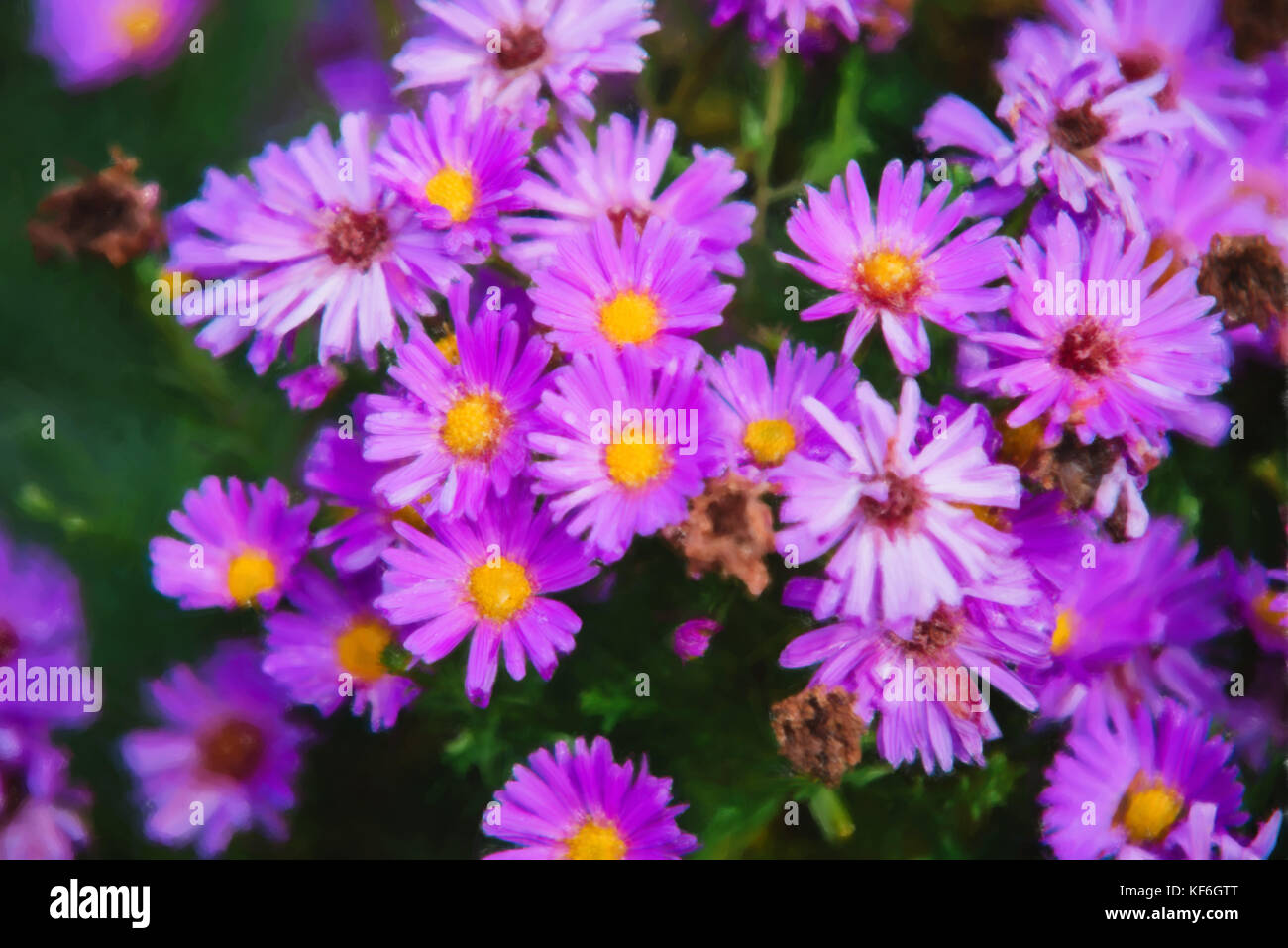 close up on purple flowers of aster, Drawing effect Stock Photo - Alamy