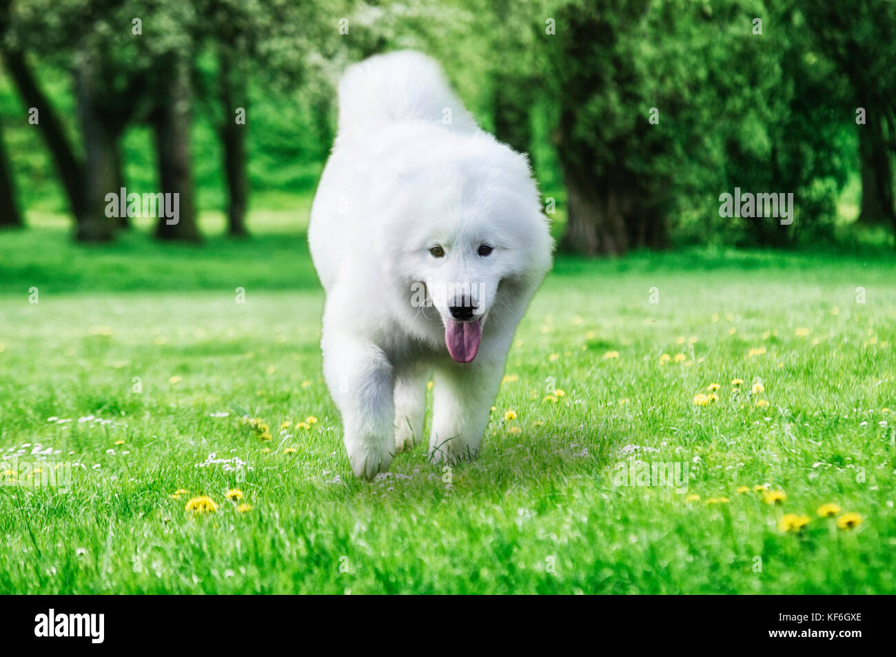 Close up on Samoyed dog running on the grass Stock Photo - Alamy