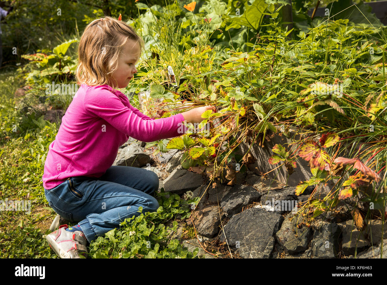 Berry picking alaska hi-res stock photography and images - Alamy