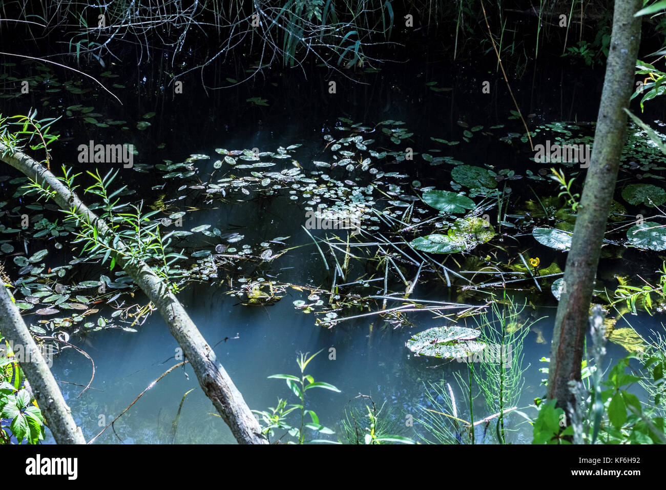 Swampy water in deep forest sunny day Stock Photo - Alamy