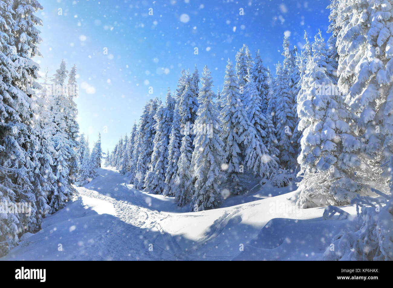Winter landscape with snowy trees and snowflakes. Christmas concept ...