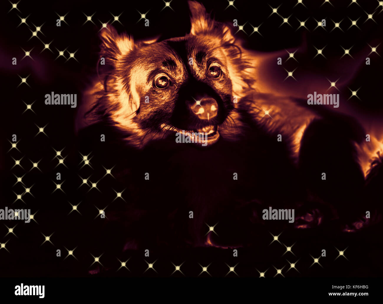 Dog and fire hi-res stock photography and images - Alamy