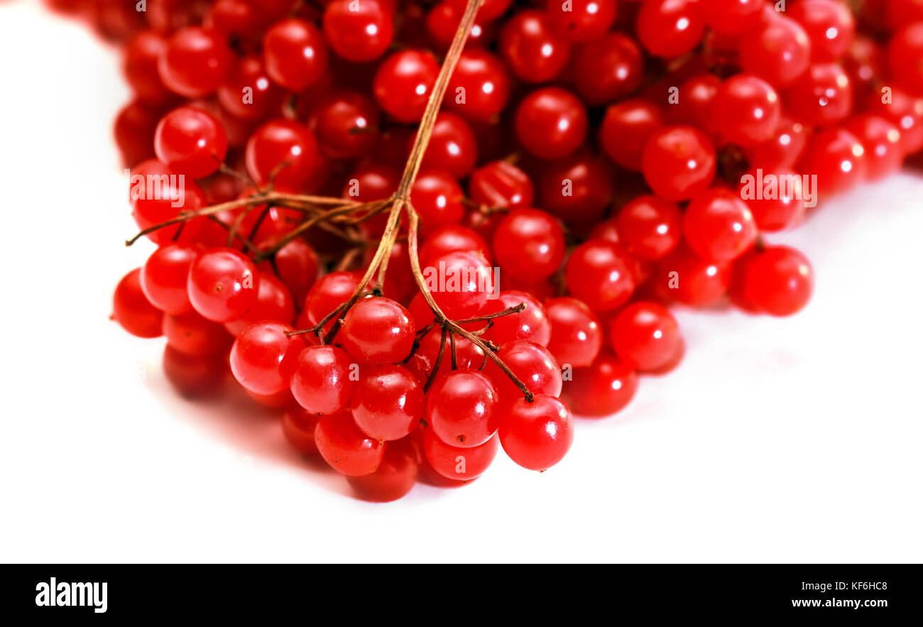 Ripe red berries viburnum on white background Stock Photo - Alamy